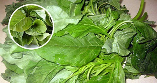 Cholai Saag (Pack of 5, Green) by Kraft Seeds : Amazon.in: Garden ...