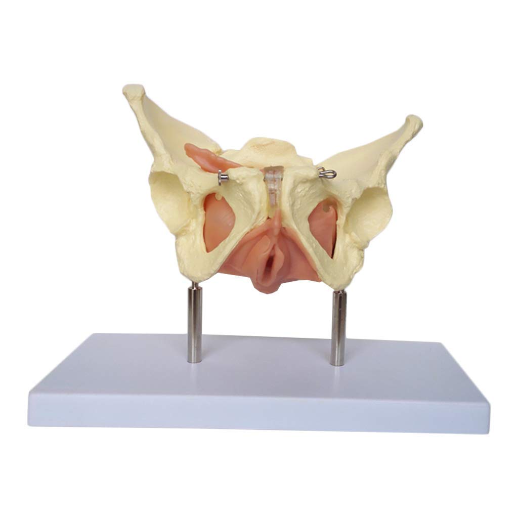 Buy KEZaiZHe Anatomy Education Model - Medical Anatomical Female Pelvis ...