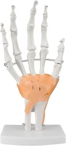 Amazon.com: SORECI Human Hand Joint Model with Ligaments, Flexible 1:1 ...