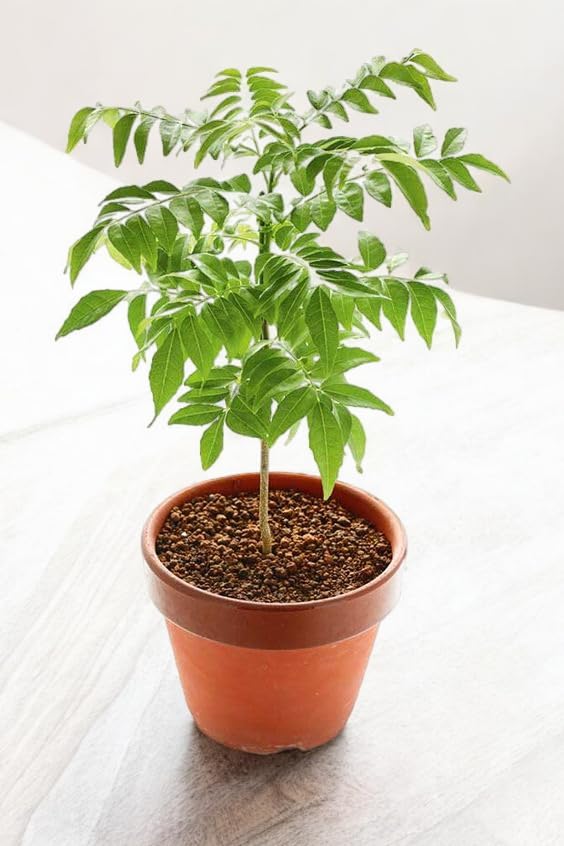 E FOR EVERYTHING Live Neem Tree Plant Good For Health Air Purifier ...