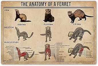 Vintage The Anatomy Of A Ferret Metal Tin Signs Ferret Knowledge Retro ...