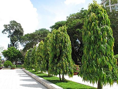 Buy ZM Ashoka/Nettilingam/Polyalthia Longifolia Tree Seed - 22 Seeds ...