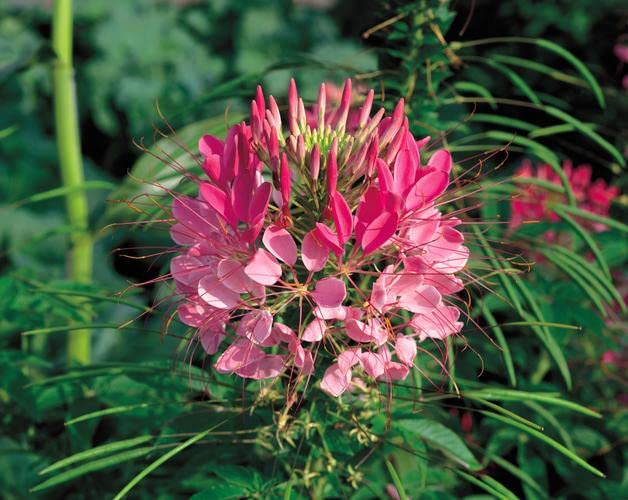 Cleome hassleriana - How to grow & care