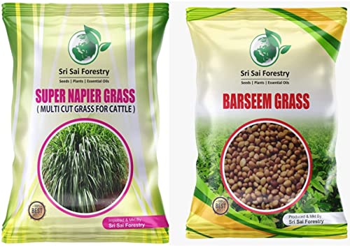 SRI SAI FORESTRY Super Napier Grass Seeds | Berseem Grass Seeds | Combo ...
