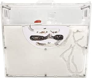 Amazon.com: Ant Castle Easy to Observe Acrylic Ant Farm House Desktop ...