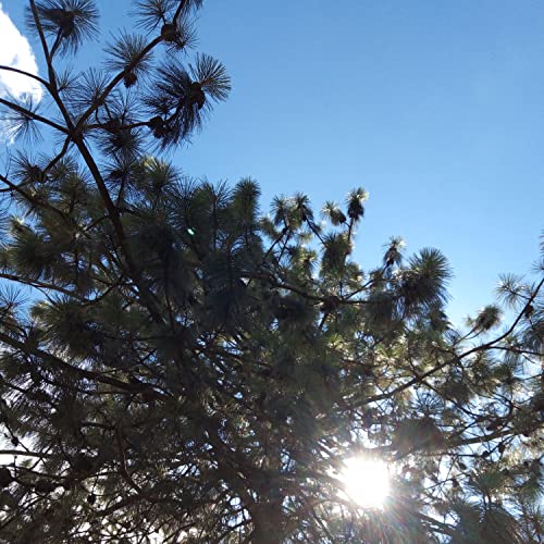 Écouter Dime par Jordan Reyes sur Amazon Music Unlimited