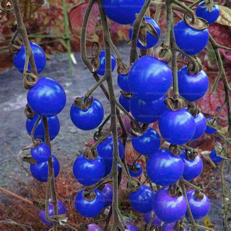 Tomate Mar Azul Cherokee: Cultivo, Propiedades y Semillas - Mi Hogar