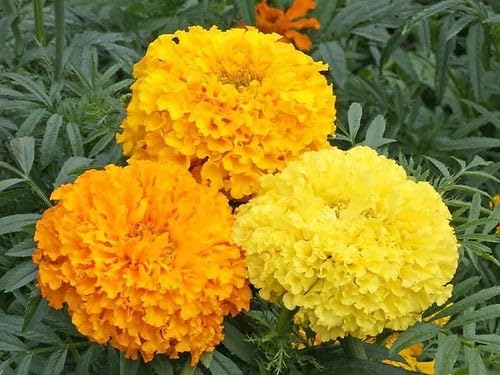 Nursery Live Rare Hybrid African Marigold Mixed Exotic 30 Seeds for ...