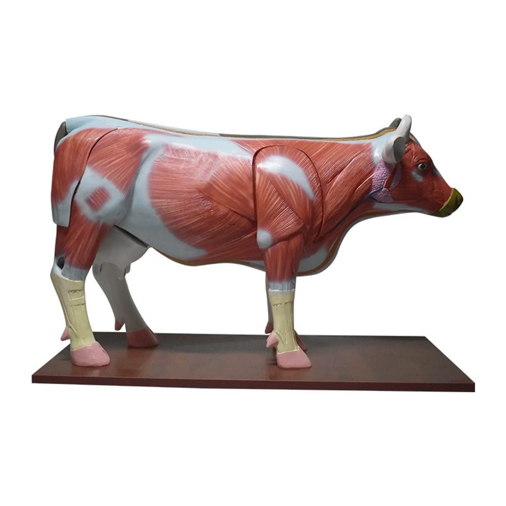 Cow Anatomy Model Demonstrate The Anatomy Of The Cows Muscle ...