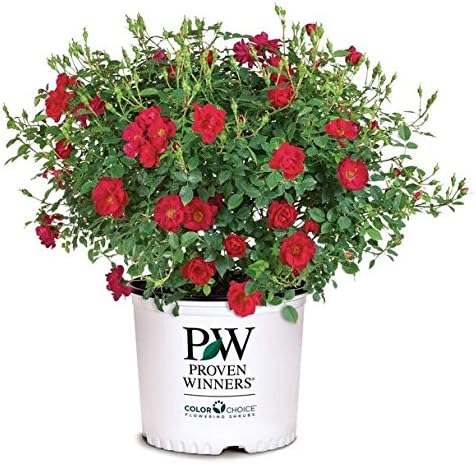 Amazon.com: Proven Winners - ROSA `OSO EASY URBAN LEGEND` (Landscape ...
