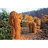 Amazon.com : 1233-Dwarf Weeping Larch Tree (Larix Decidua 'Pendula ...