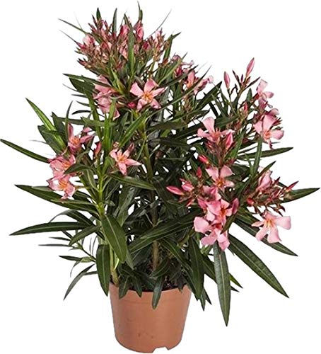 Trothic Gardens Red Kaner/Nerium/Oleander Flower Live Plant : Amazon.in ...