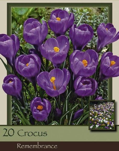 Amazon.com : Crocus Large Remembrance Pack of 20 Bulbs : Patio, Lawn ...