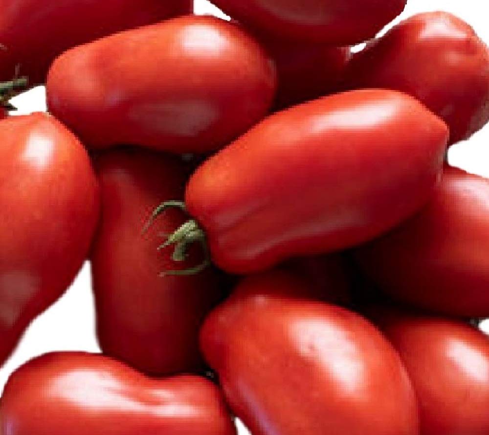 Buy San Marzano Tomato - Italian Heirloom Garden Variety Online at ...