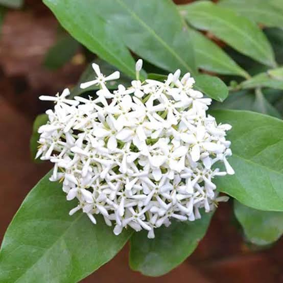 BISWAS PLANTS HOUSE ' White Ixora/Rangoon creeper Flower Live Plant ...