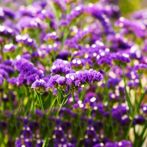 Statice Lilac Lavander 100 Seeds + Freebie + Plant Tag - Limonium ...