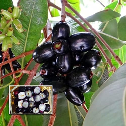 Cloud Farm BLACK JAMUN GRAFTED THAI VARIETY HYBRID LIVE PLANTS| FRESH ...