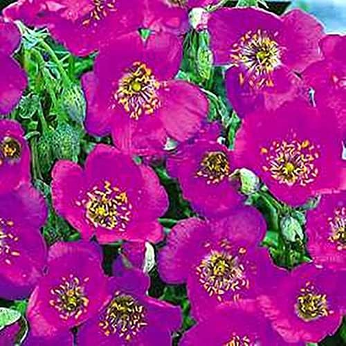 Amazon.com : Cistanthe Grandiflora Brightness Perennial Seeds : Patio ...