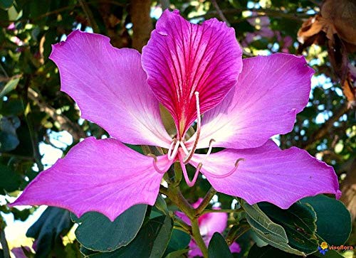 KANCHAN Bauhinia acuminata 1 PIECE LIVE PLANT BY greeen earth (pink ...