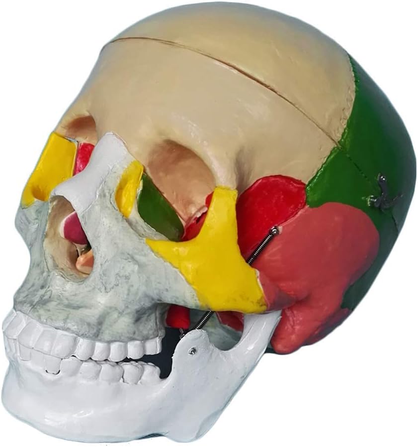 Amazon.com: Teaching Model, Human Skull Anatomy Model - Colorful Human ...