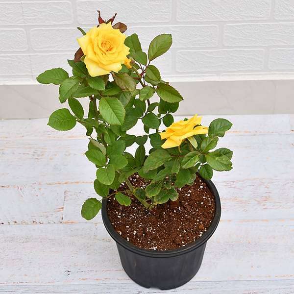 Mitu Rare Grafted "Yellow Rose" Gulab Flower Live Plant Decorative ...