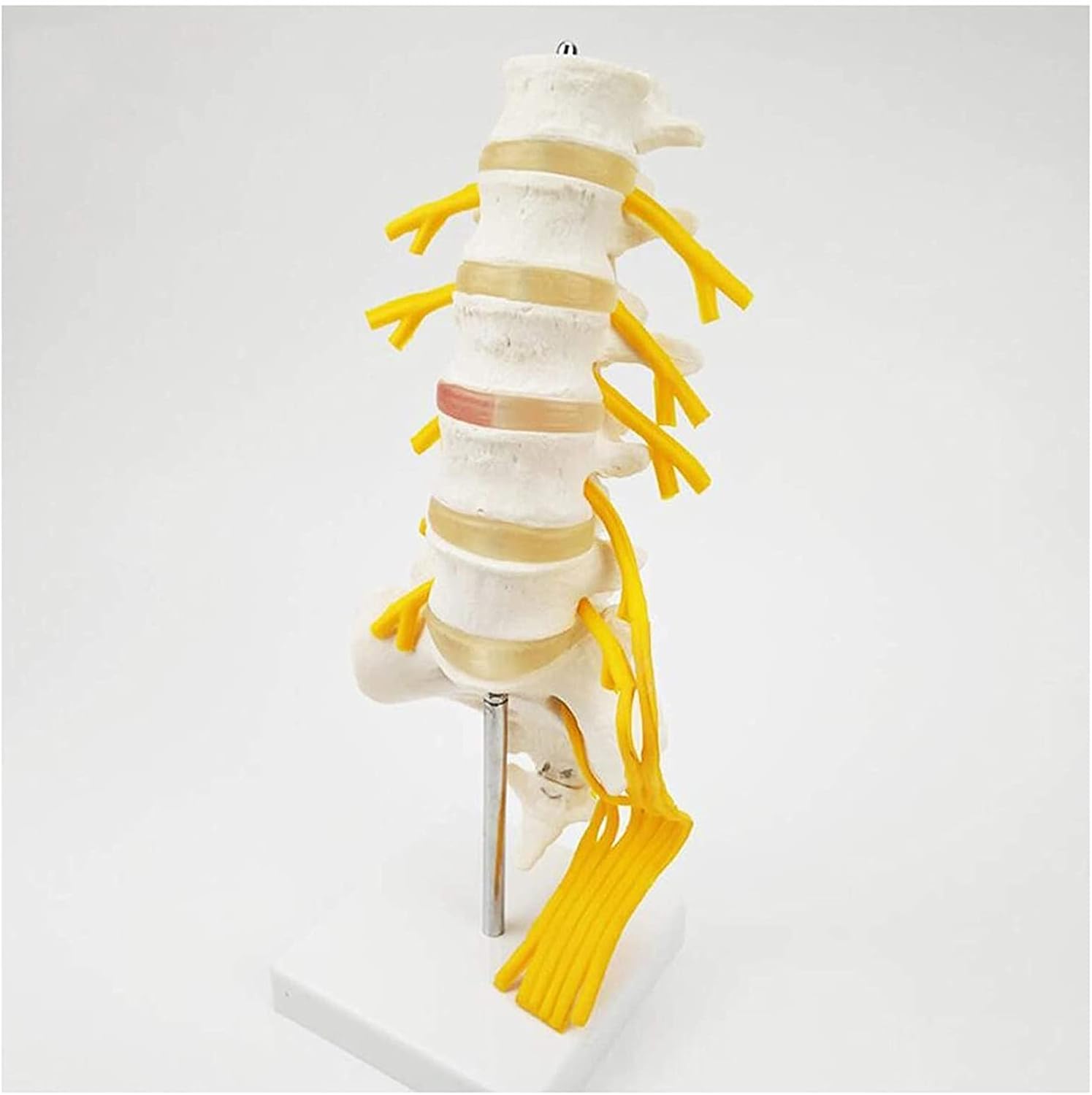 Study Model Lumbar Vertebrae Anatomy Model Lumbar Model Spine Model For ...