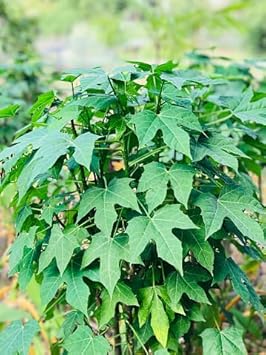 Amazon.com : New Fresh 50pcs Chaya Tree Seeds Generic : Patio, Lawn ...