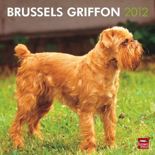 Amazon.com: Brussels Griffon 2012 Square 12x12 Wall Calendar ...