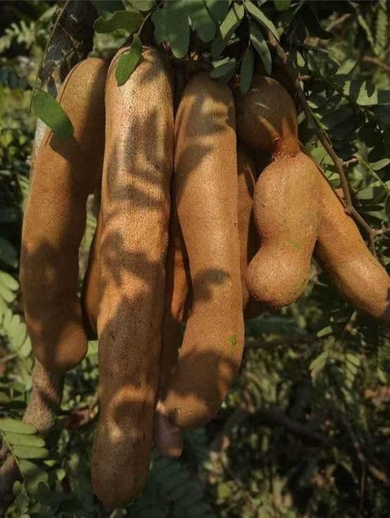 GREEN VOLCANO Thai Sweet Imli Grafted Live Plant Tamarindus indica ...