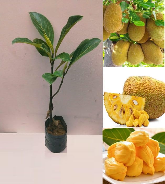 Creative Farmer Jackfruit Vietnam Super Early 1 Year Fruiting Variety ...