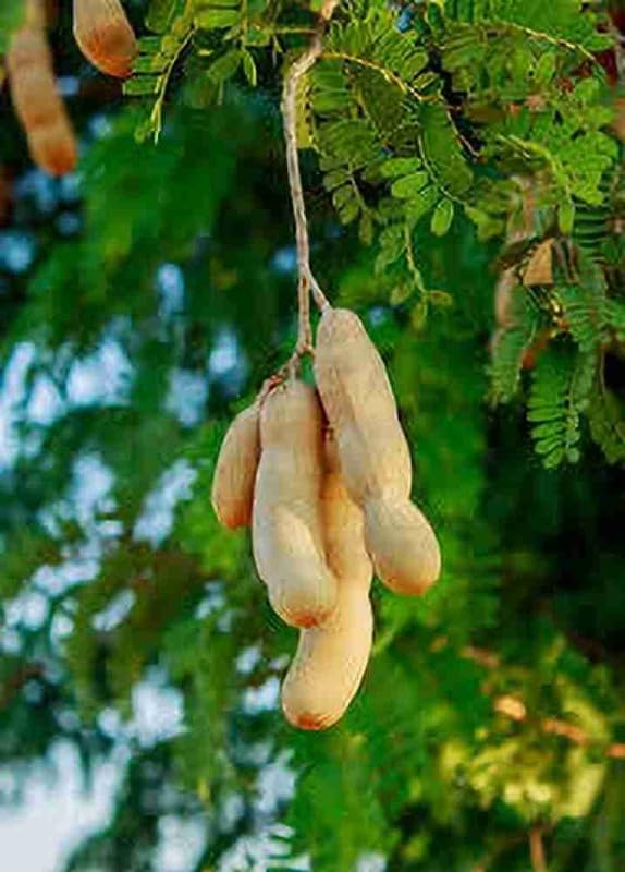 Sweet Tamarind Imli Fruit Thai Sweet and Red imli Tetul Plant HYBRID ...