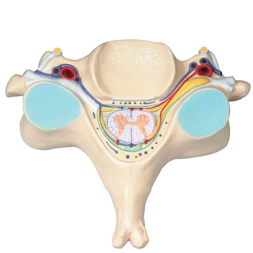 Spinal Cord Cross Section Model