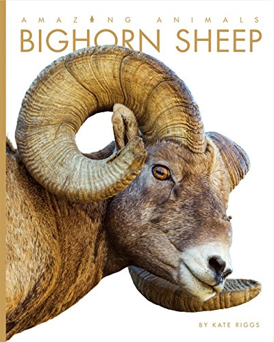 Amazing Animals: Bighorn Sheep: Riggs, Kate: 9781628323597: Amazon.com ...