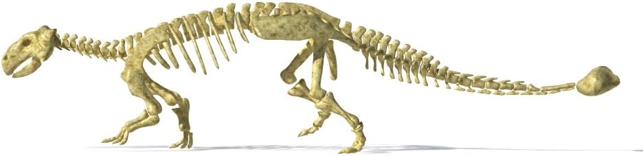 Amazon.com: Posterazzi 3D rendering of an Ankylosaurus skeleton side ...