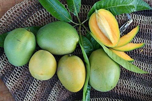 Buy ROYAL LAND Rare dwarf Mango Live FAIRCHILD variety Mangifera indica ...