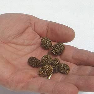 Amazon.com: Mini Red Alder Pine Cones - Tiny Pine Cones, Great for Seasonal Decoration or Crafts ...