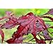 Amazon.com : Purple Ghost Japanese Maple Acer palmatum Purple Ghost 2 ...