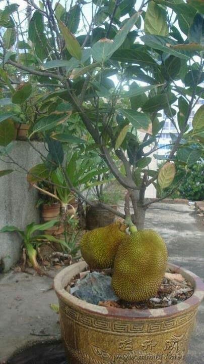 Live Jackfruit hybrid Plant (kathal tree fruits hight 2-3 feet ...