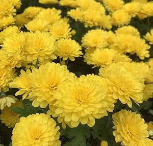 Amazon.com : 1pc Mums Plants Live Mums Flowers Shurb Chrysanthemum ...