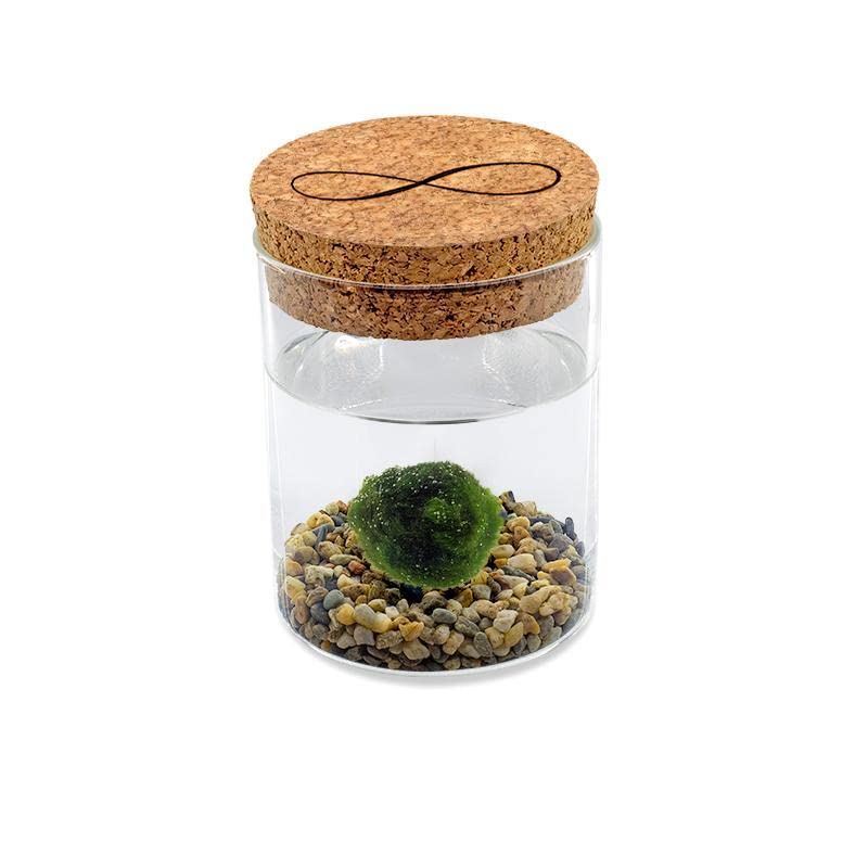 Marimo Original Sughero Infinito – Singolo (Fondale Naturale) : Amazon.it: Prodotti Handmade