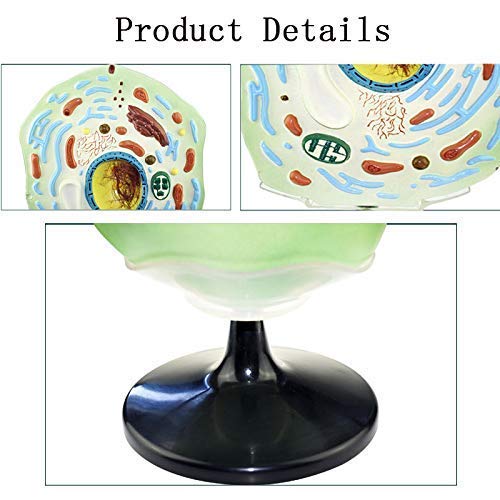 Animal and Plant Cells Model ZLF Cell Anatomy Model Animal Plant ...
