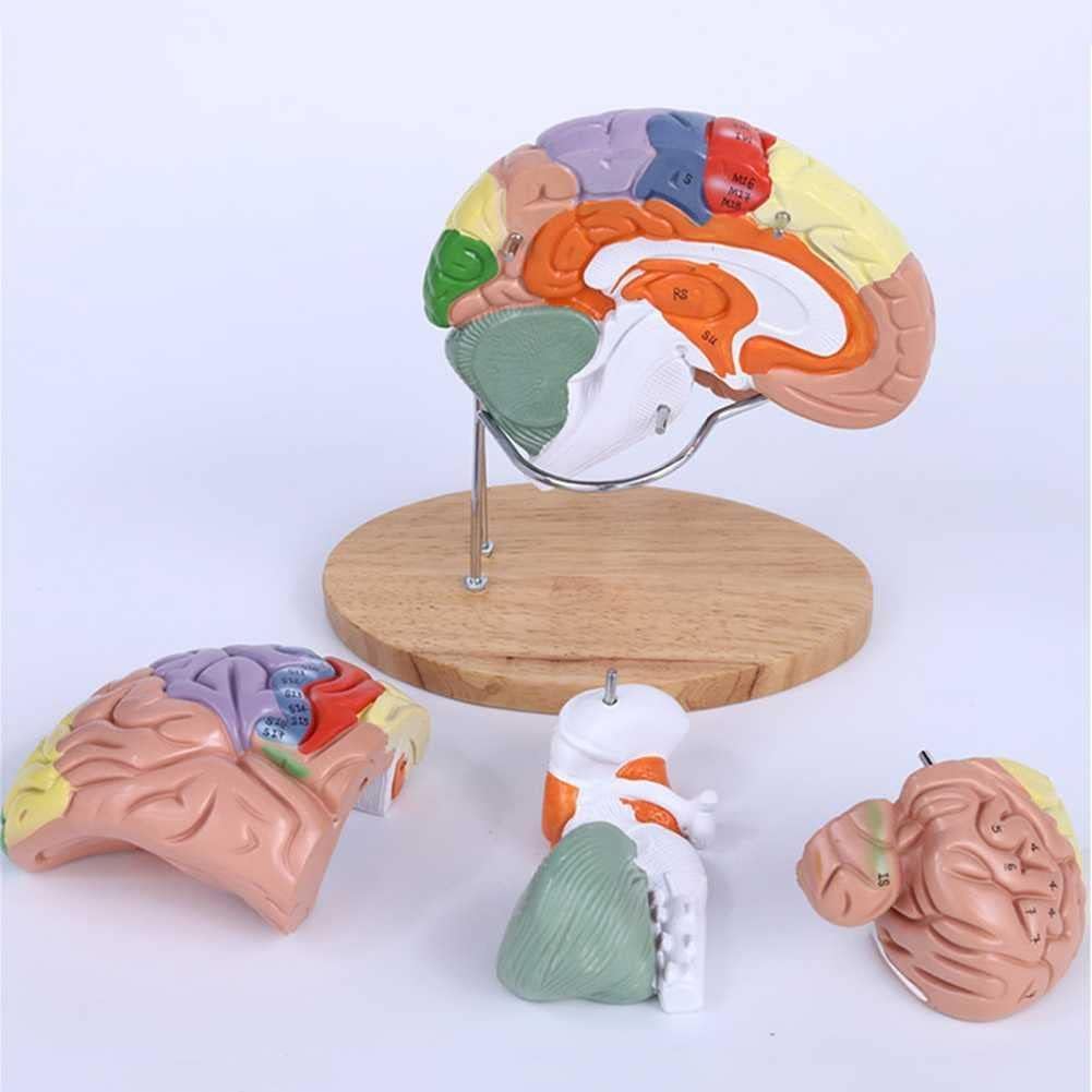 Teaching Model,Brain Model Anatomy 2X Magnification Human Brain Model ...