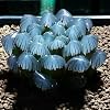 Amazon.com : QAUZUY GARDEN 100 Blue Haworthia Obtusa 'Crystal ...