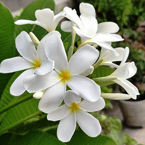 Healthy Vibe Live White Champa/Champa alba/Plumeria/Frangipani ...