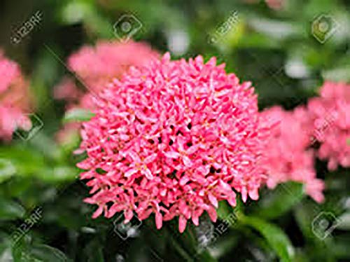Live Plant Flower Pink Ixora Ixora, Nora Grant Semi-Tropical Evergreen ...
