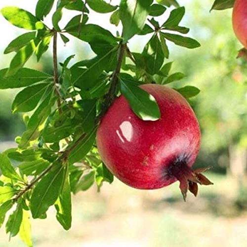 Golden Hills Farm Live BEDANA - POMEGRANATE Big Fruit Plant - Anar -Madulai Fruit Plant - Pack ...