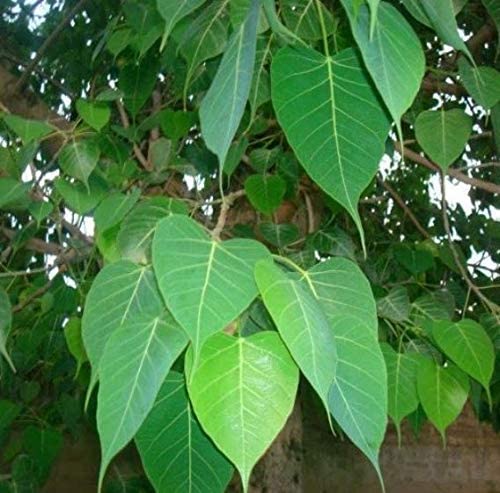 Vixenssell Peepal/Ficus religiosa/Sacred fig Plant with Pot : Amazon.in ...