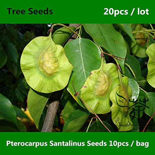 New Saunders Wood Pterocarpus Santalinus Seeds 20pcs, Family Fabaceae ...