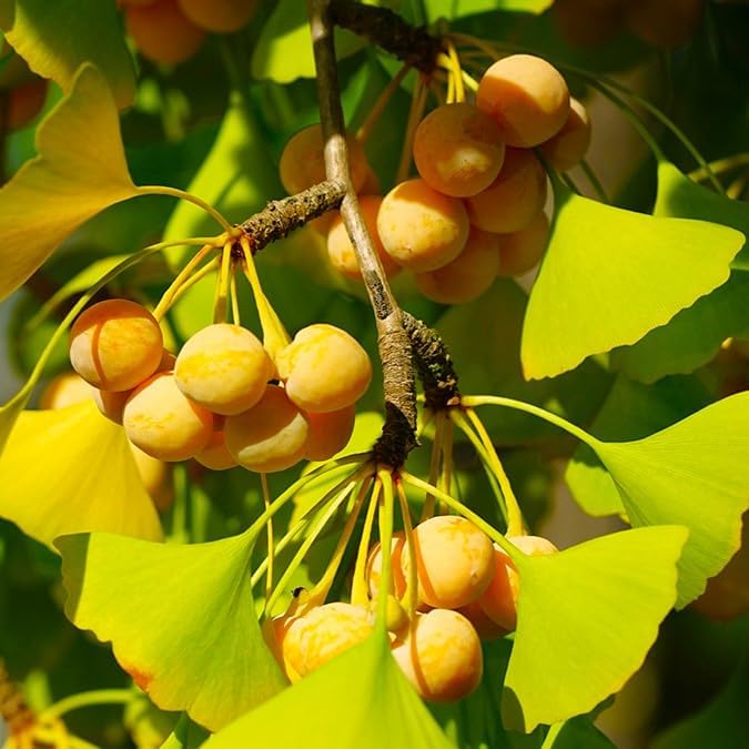 Amazon.com : TomorrowSeeds - Ginkgo Biloba Tree Seeds - 15+ Count - for ...
