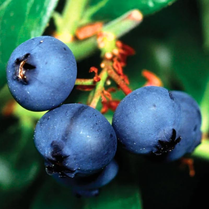 Amazon.com : Sunshine Blueberry Plant Live for Planting, Southern ...